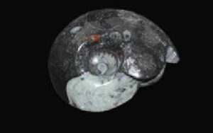 Ruth Williams Biography